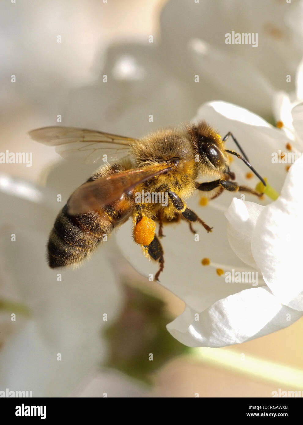 Bee at work on a flower Stock Photo - Alamy