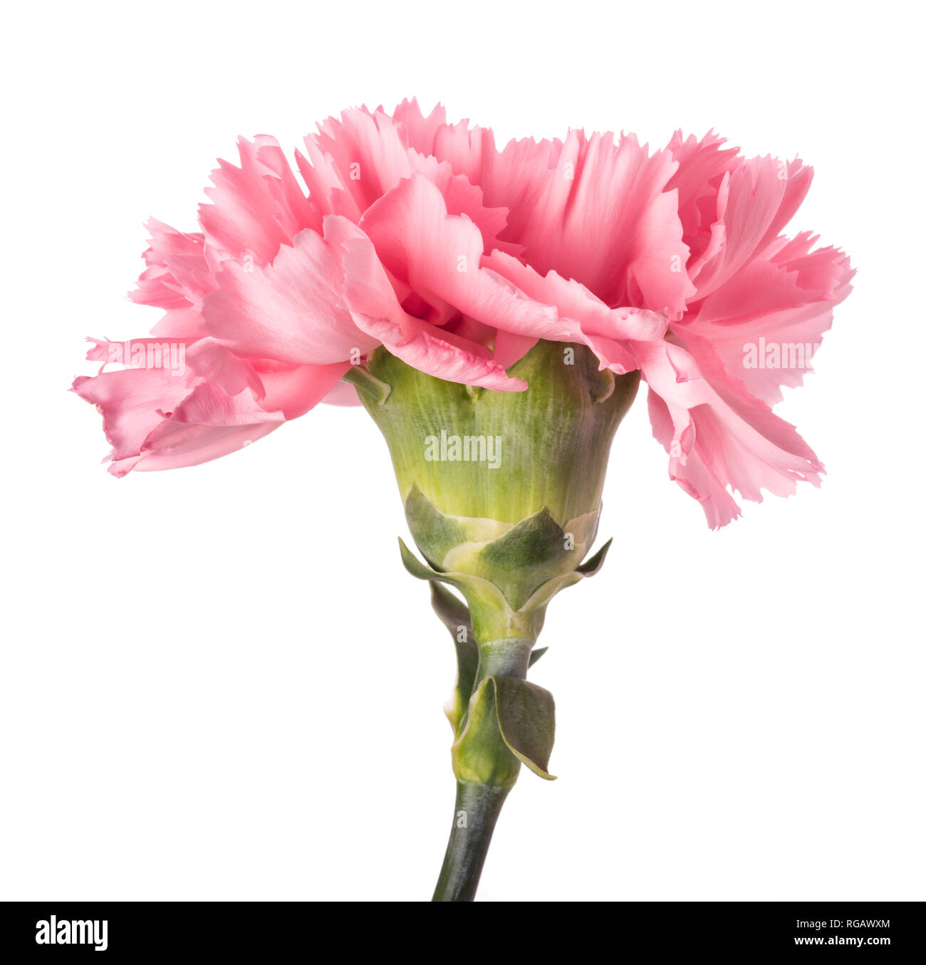 Carnation hi-res stock photography and images - Alamy