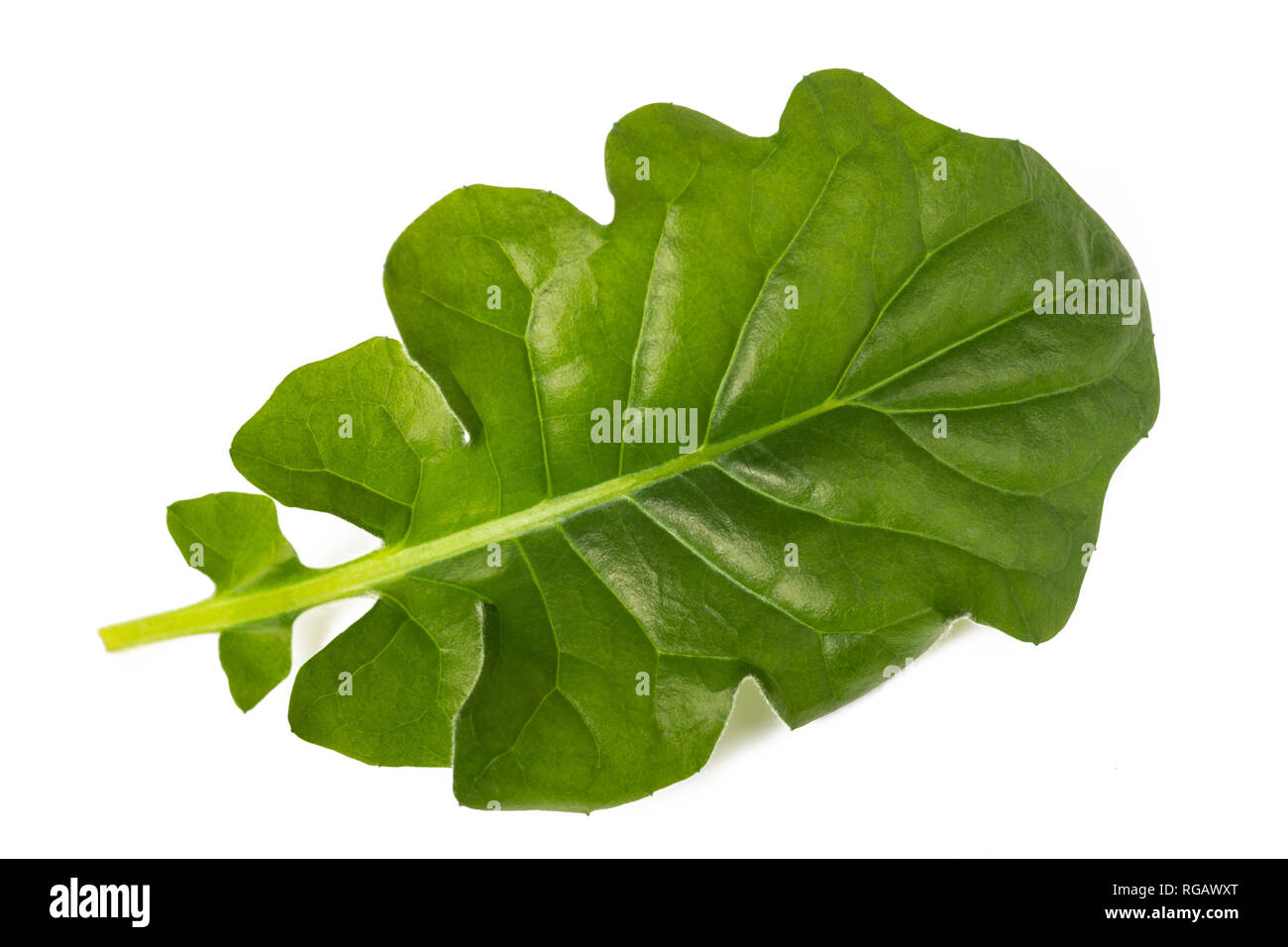 Gerbera leaf isolated on white background Stock Photo - Alamy