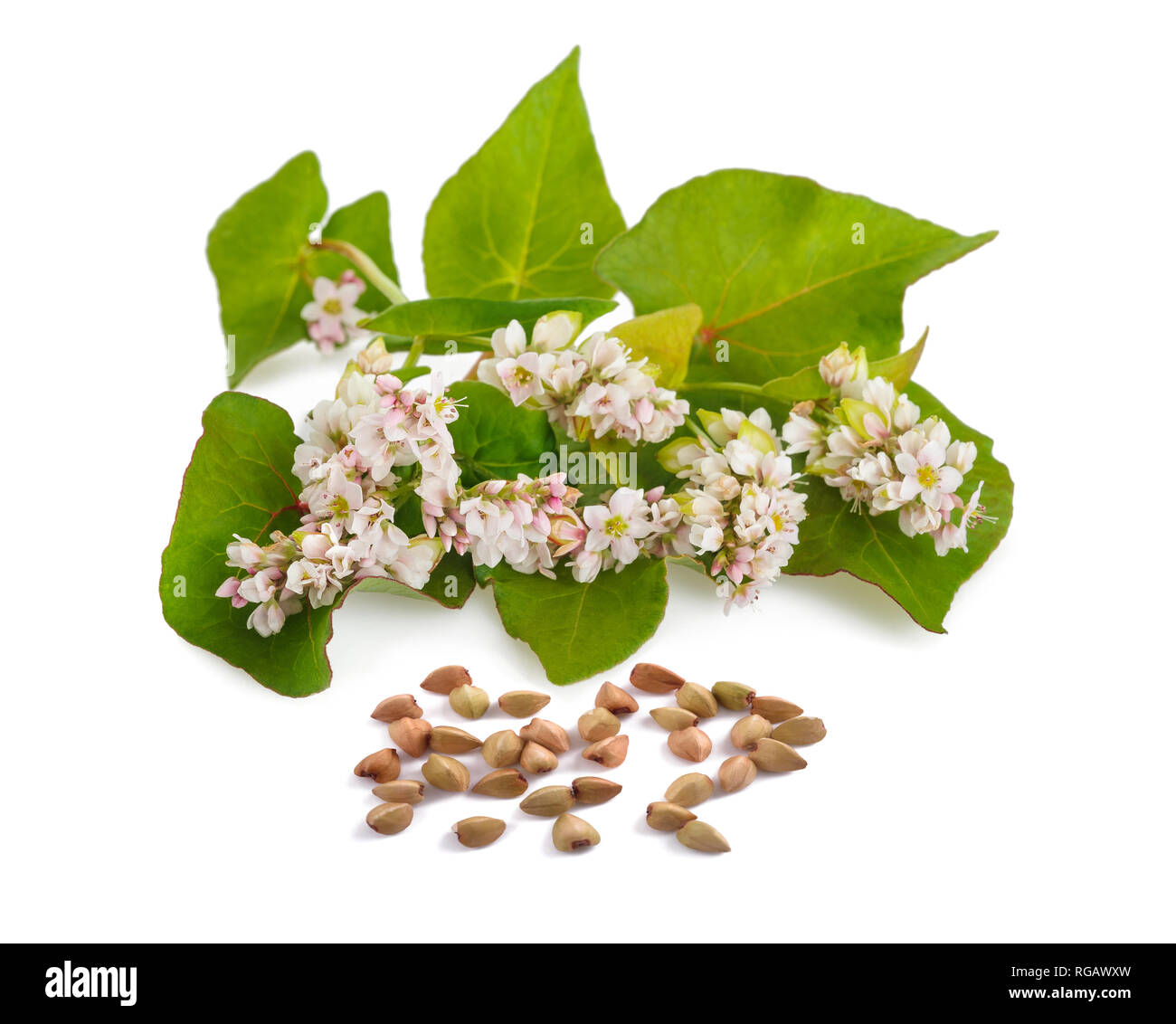 Buckwheat flowers with grain isolated on white background Stock Photo ...
