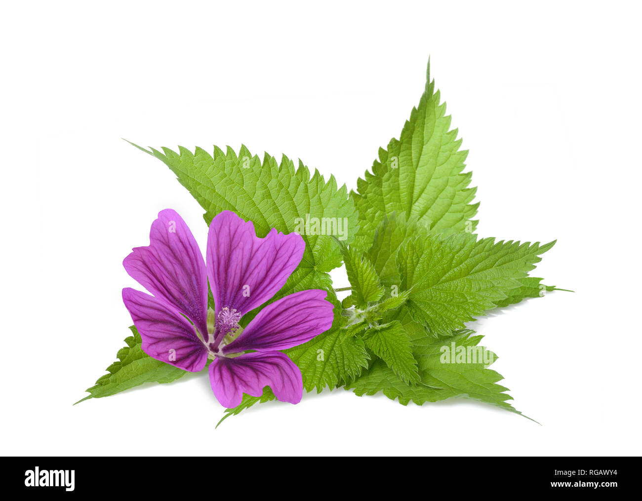 Nettle and mallow flower isolated on white background Stock Photo - Alamy