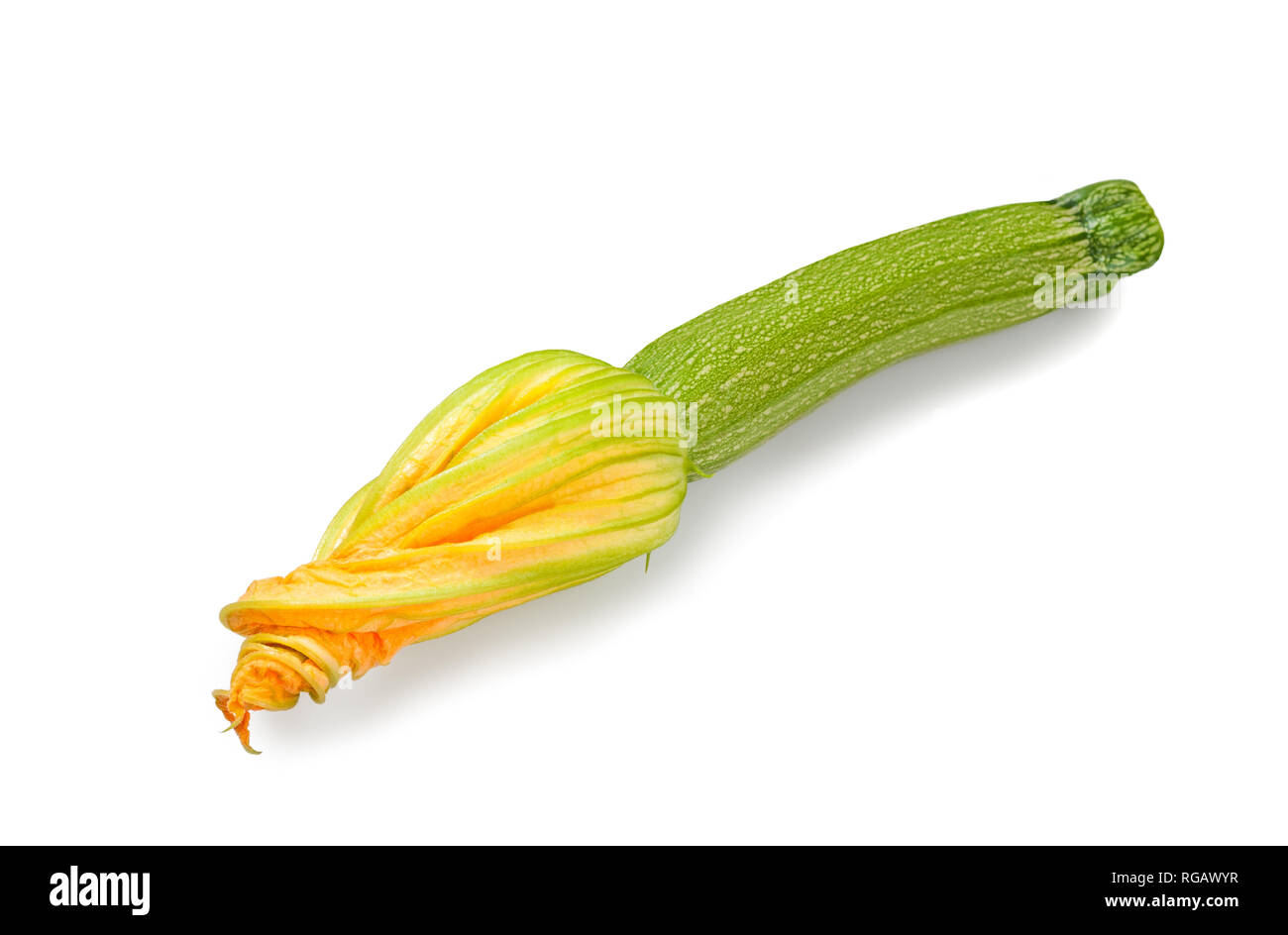 Squash blossom isolated on white background Stock Photo - Alamy