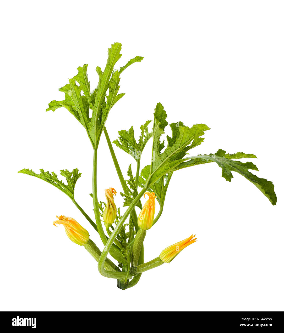 Courgette plant with flowers on white background Stock Photo - Alamy