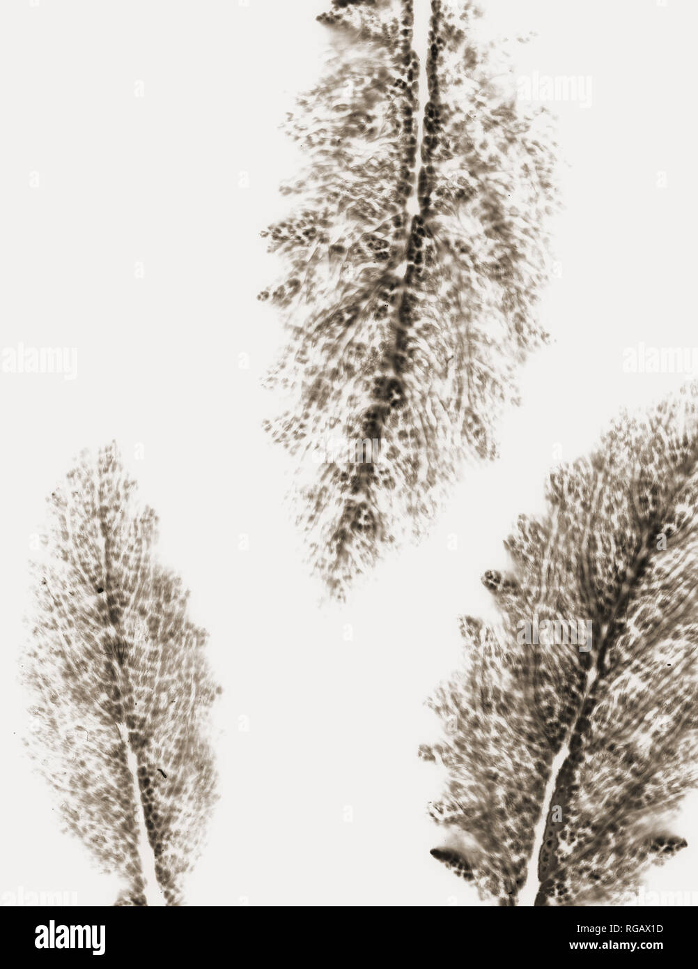 Natural forms hi-res stock photography and images - Alamy