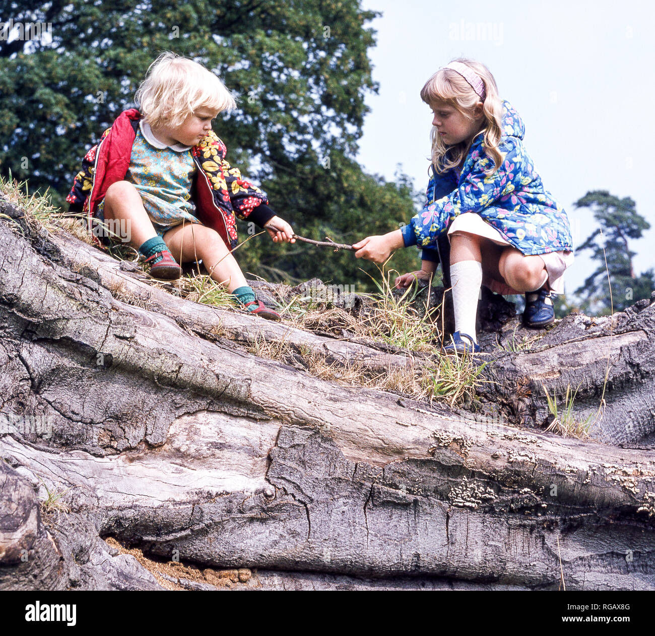 Two young children playing on a fallen tree Stock Photo - Alamy