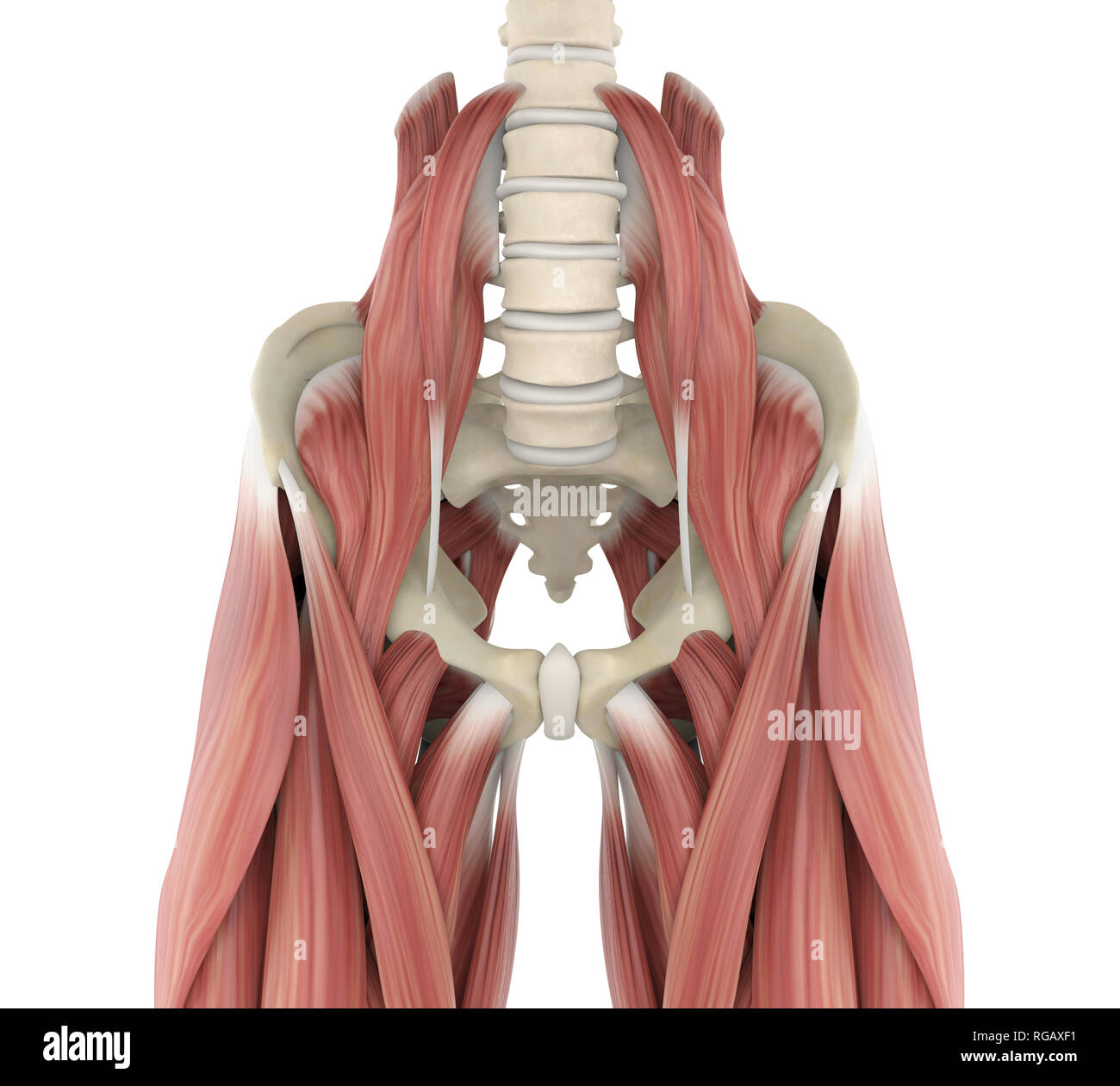 Psoas Muscles Anatomy Stock Photo - Alamy