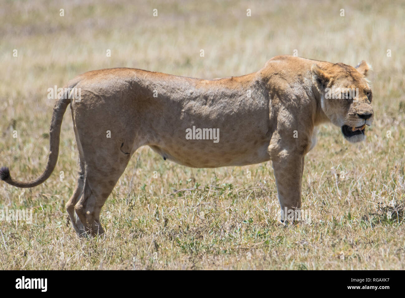 Majestic lion stands hi-res stock photography and images - Alamy