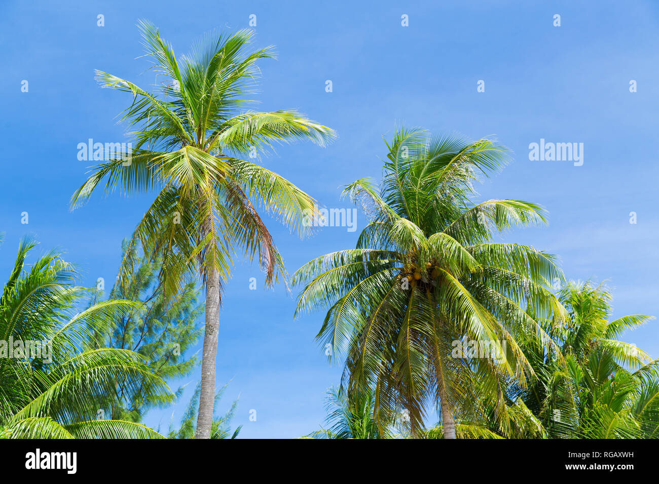 palm trees over blue sky Stock Photo - Alamy