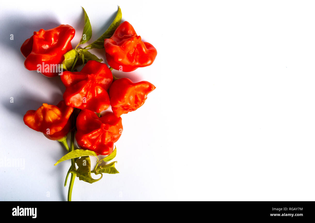 Chilli pepper flower hi-res stock photography and images - Alamy