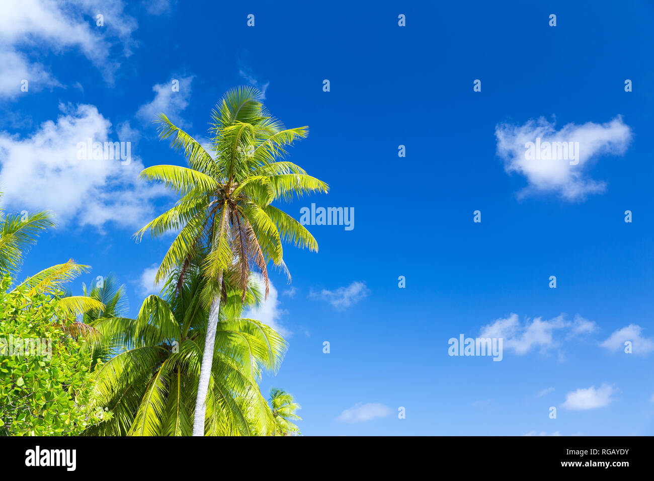 palm trees over blue sky Stock Photo - Alamy
