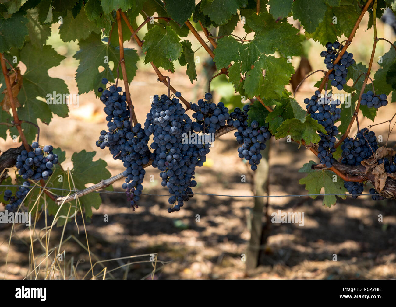 Red wine grapes ready to harvest and wine production. Saint Emilion ...