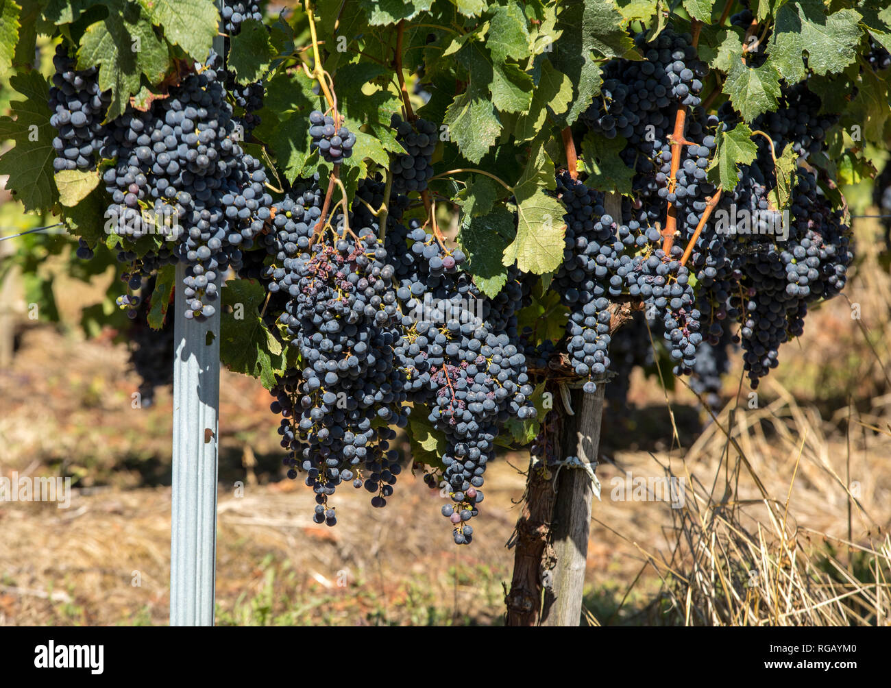 Red wine grapes ready to harvest and wine production. Saint Emilion ...