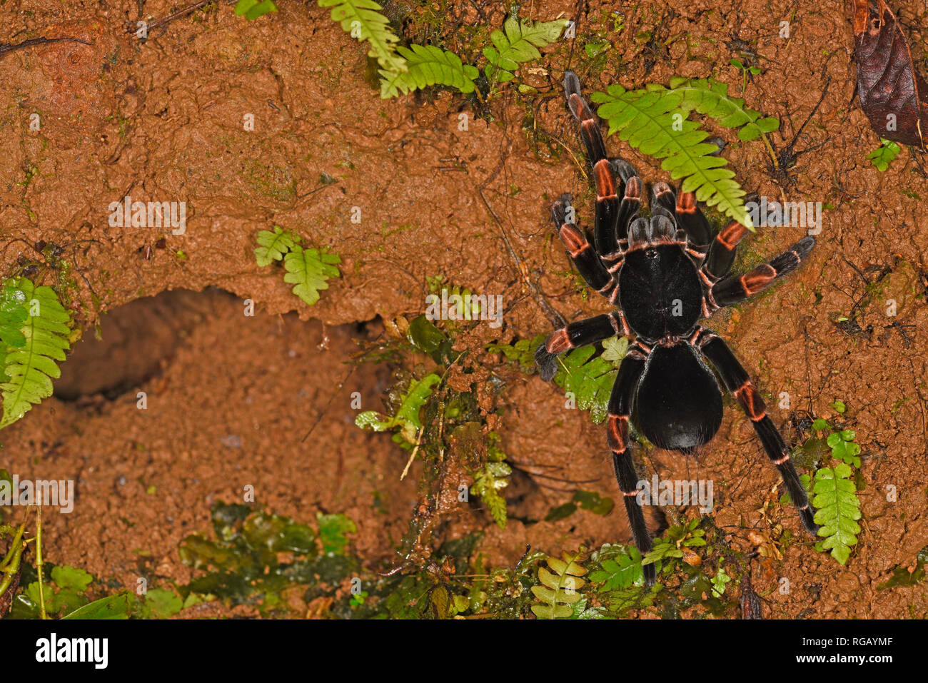 Costa Rican Orange-kneed Tarantula (Brachypelma smithi) resting next to ...