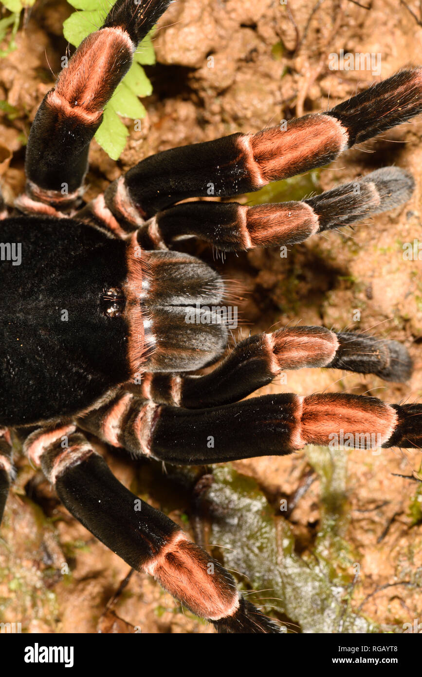 Costa Rican Orange-kneed Tarantula (Brachypelma smithi) close-up of ...