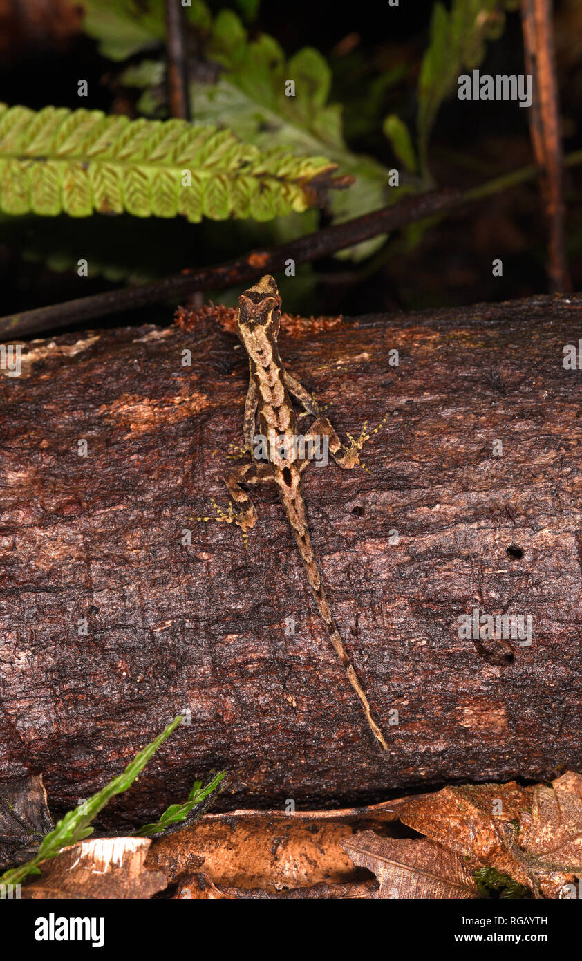 Norops lemurinus hi-res stock photography and images - Alamy