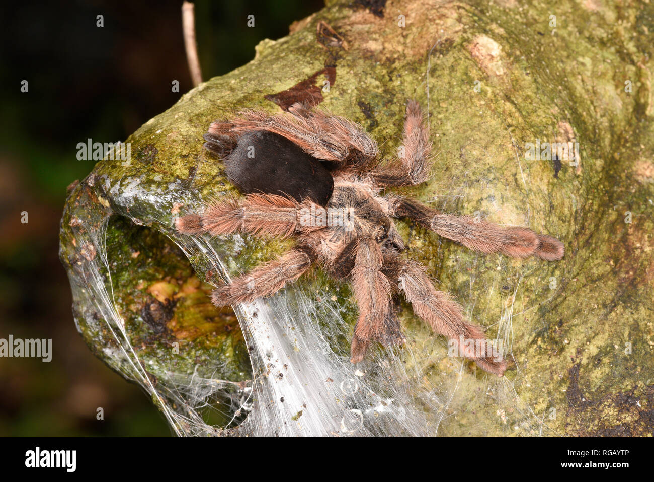 Panama Blonde Tarantula (Psalmopoeus pulcher) at rest next to entrance ...