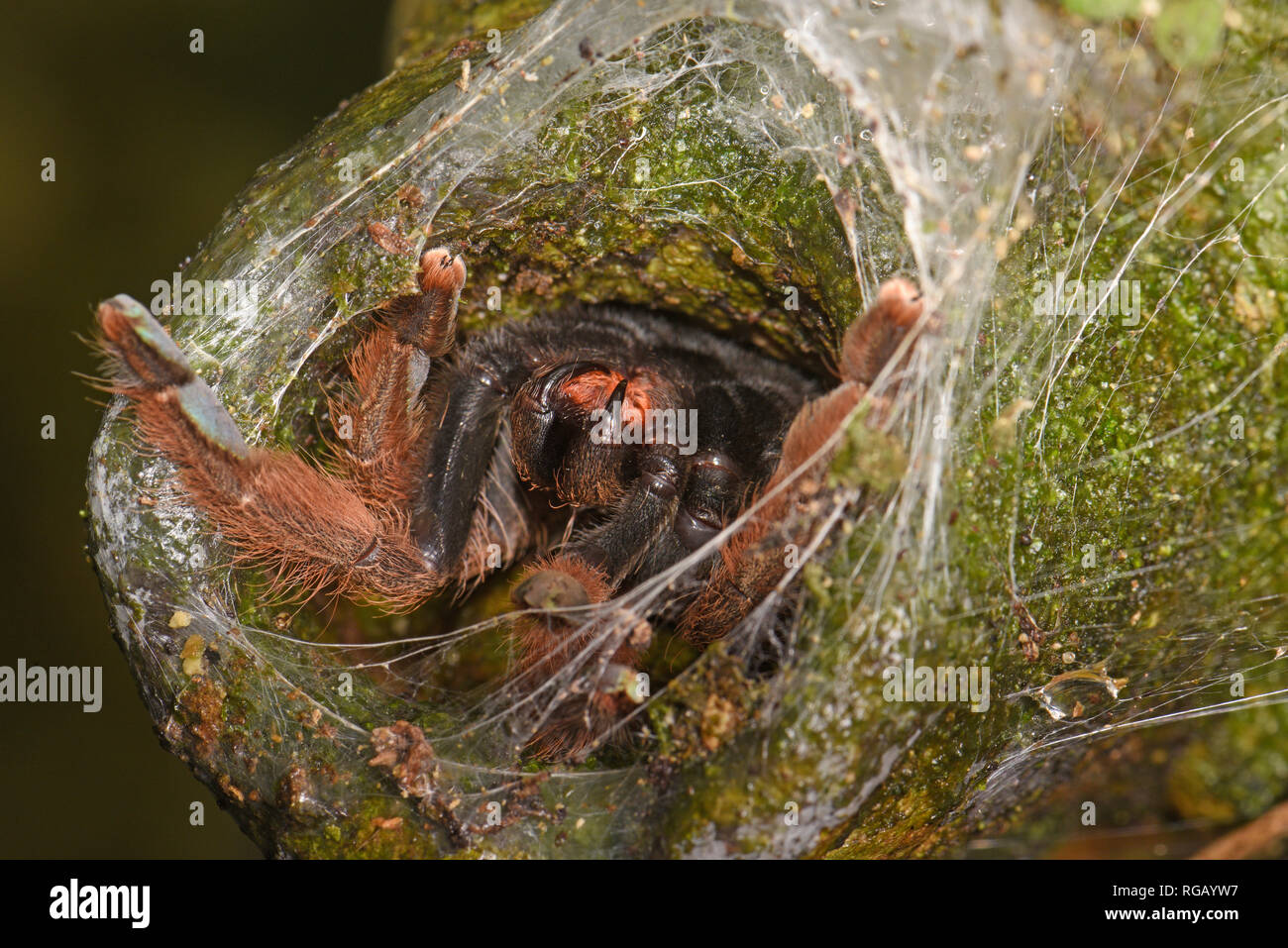 Tarantula burrow hi-res stock photography and images - Alamy