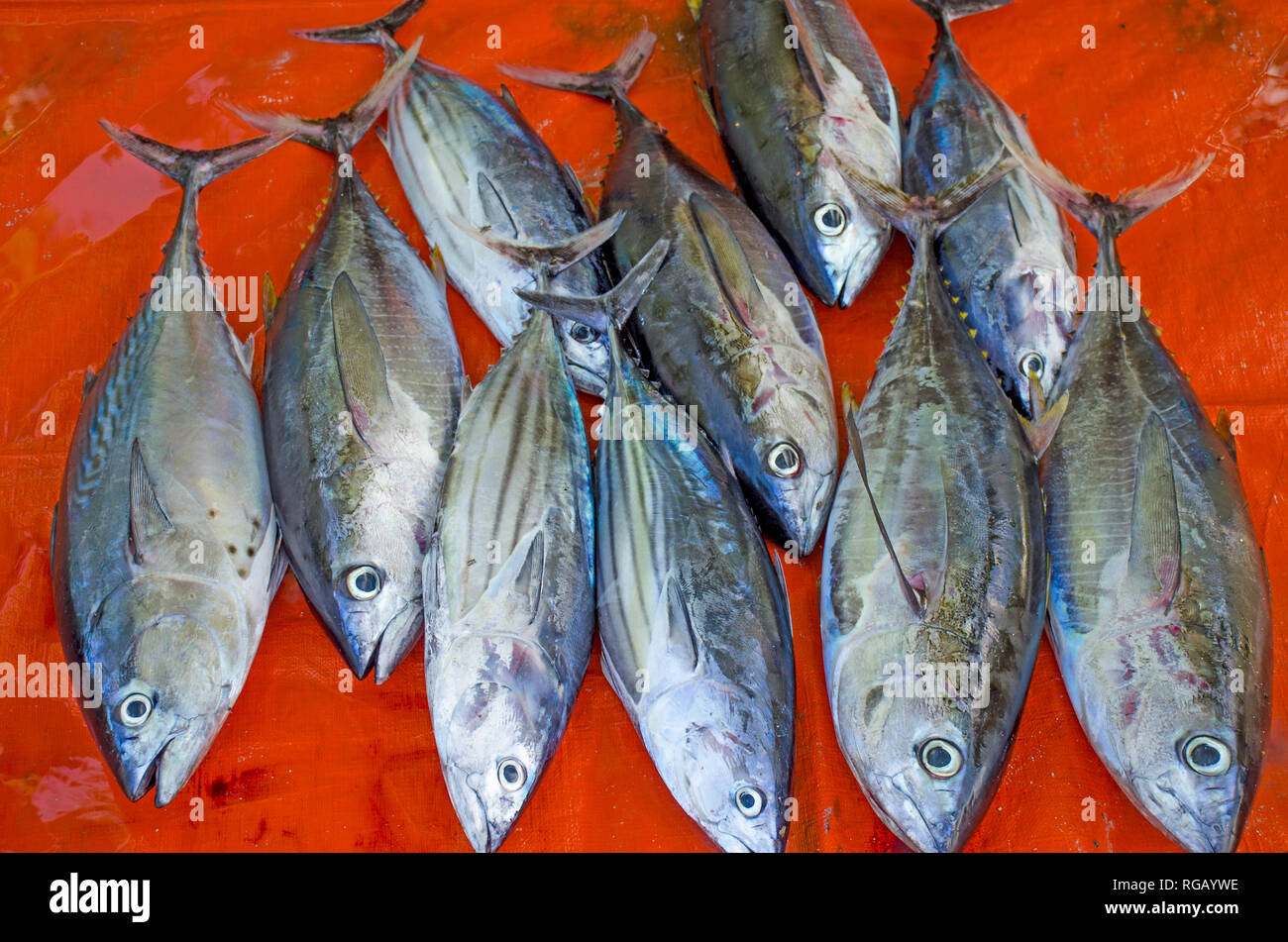 fish a tuna fresh on an orange background Stock Photo - Alamy