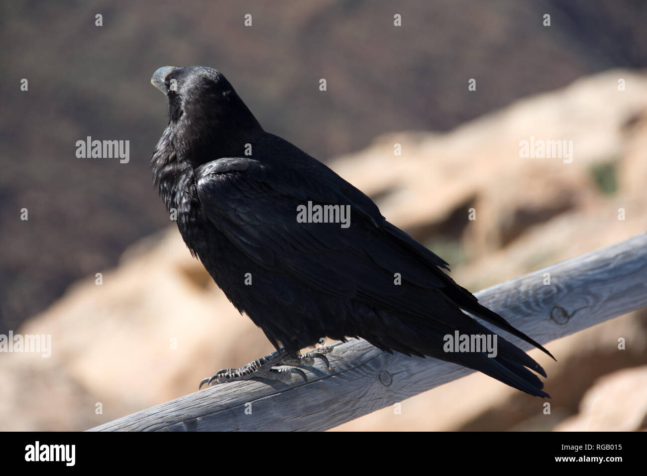 Raven feet hi-res stock photography and images - Alamy