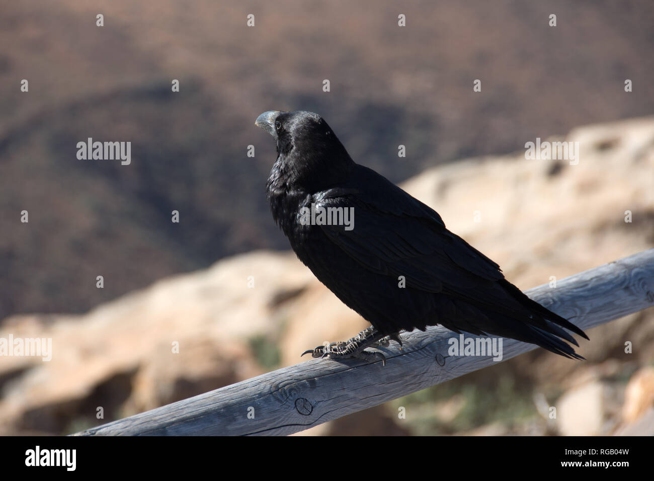 Common raven claws hi-res stock photography and images - Alamy