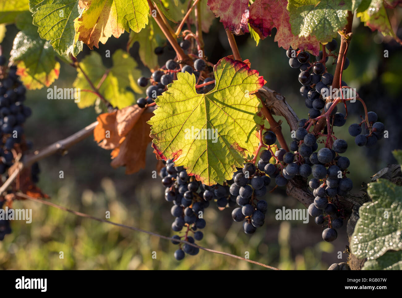 Red wine grapes ready to harvest and wine production. Saint Emilion ...