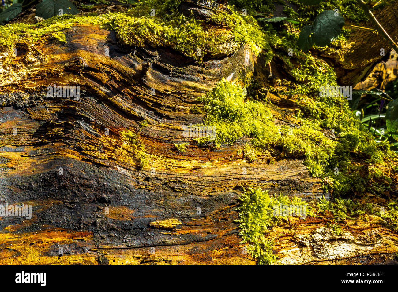 Moss growing on the log of a felled tree in a wood in the Baggeridge ...