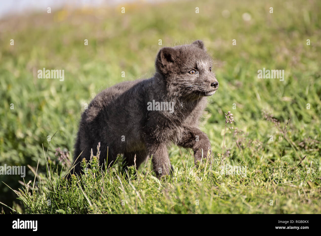 Arctic fox cub Stock Photo - Alamy