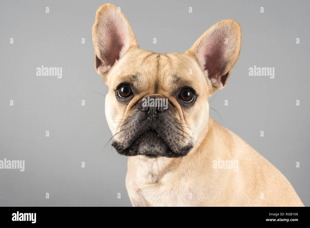 Frenchie headshot hi-res stock photography and images - Alamy