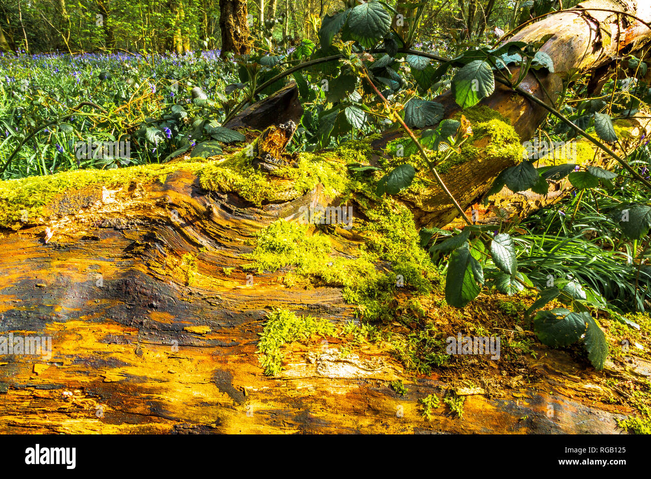 Moss growing on the log of a felled tree in a wood in the Baggeridge ...