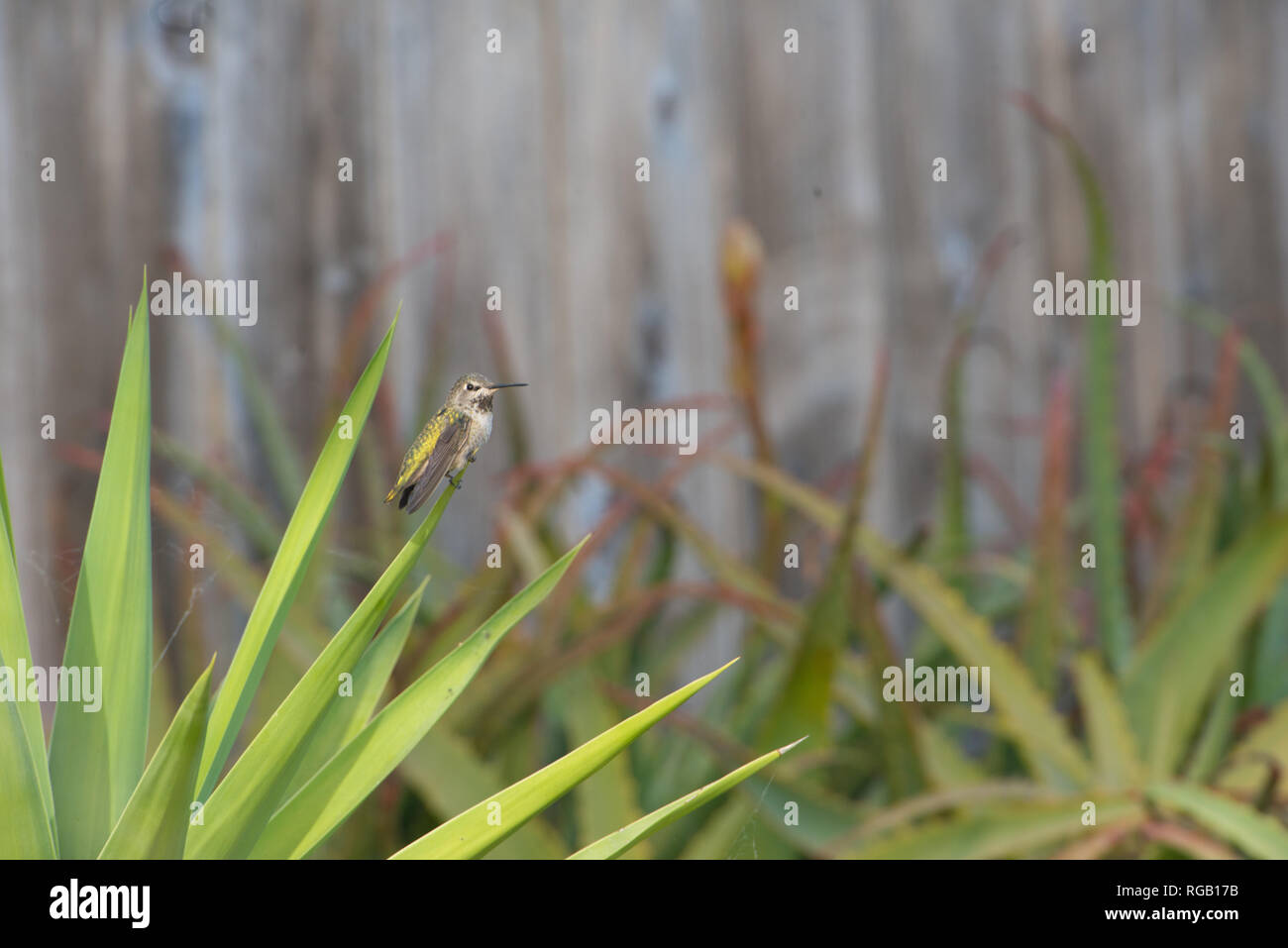 Hummingbird garden hi-res stock photography and images - Alamy