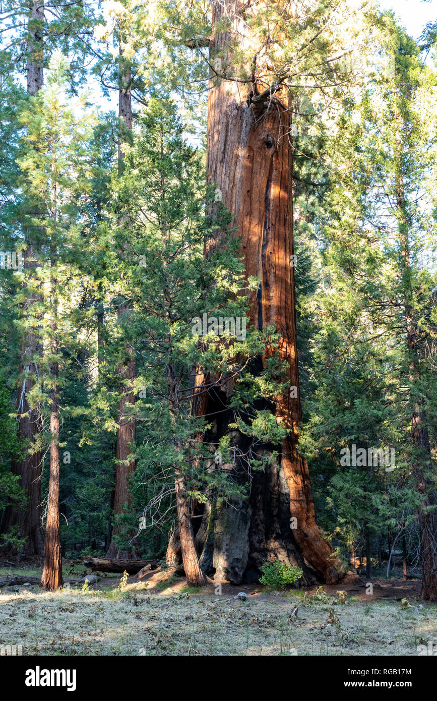 Secoya gigantes hi-res stock photography and images - Alamy