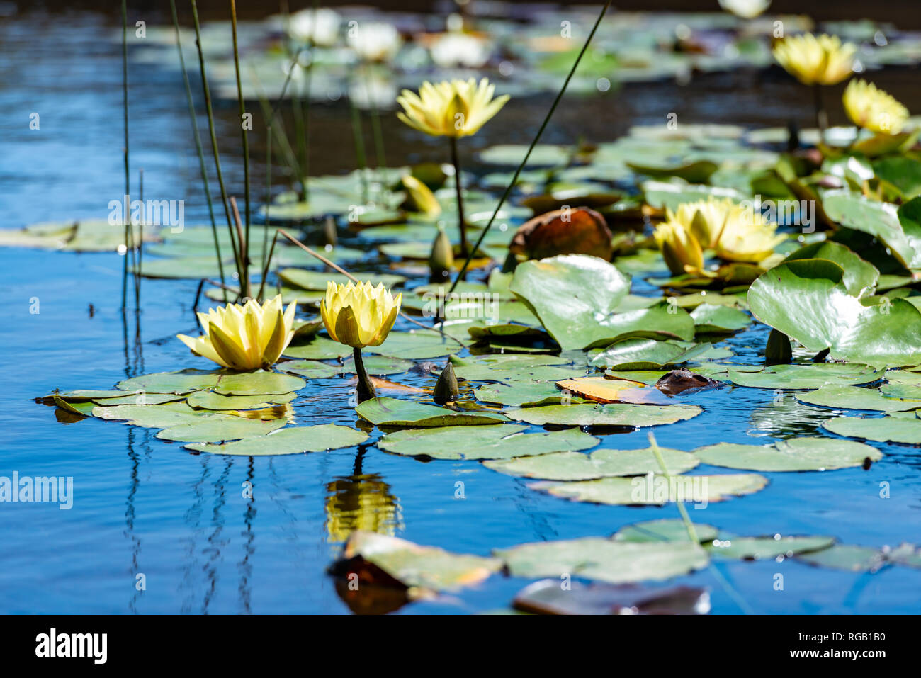 Small yellow pond lily hi-res stock photography and images - Alamy