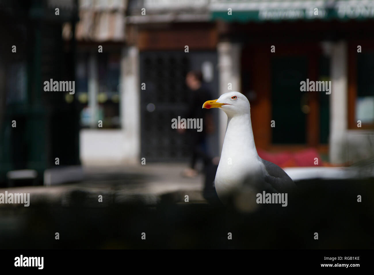 Seagull hanging out in Venice Stock Photo - Alamy