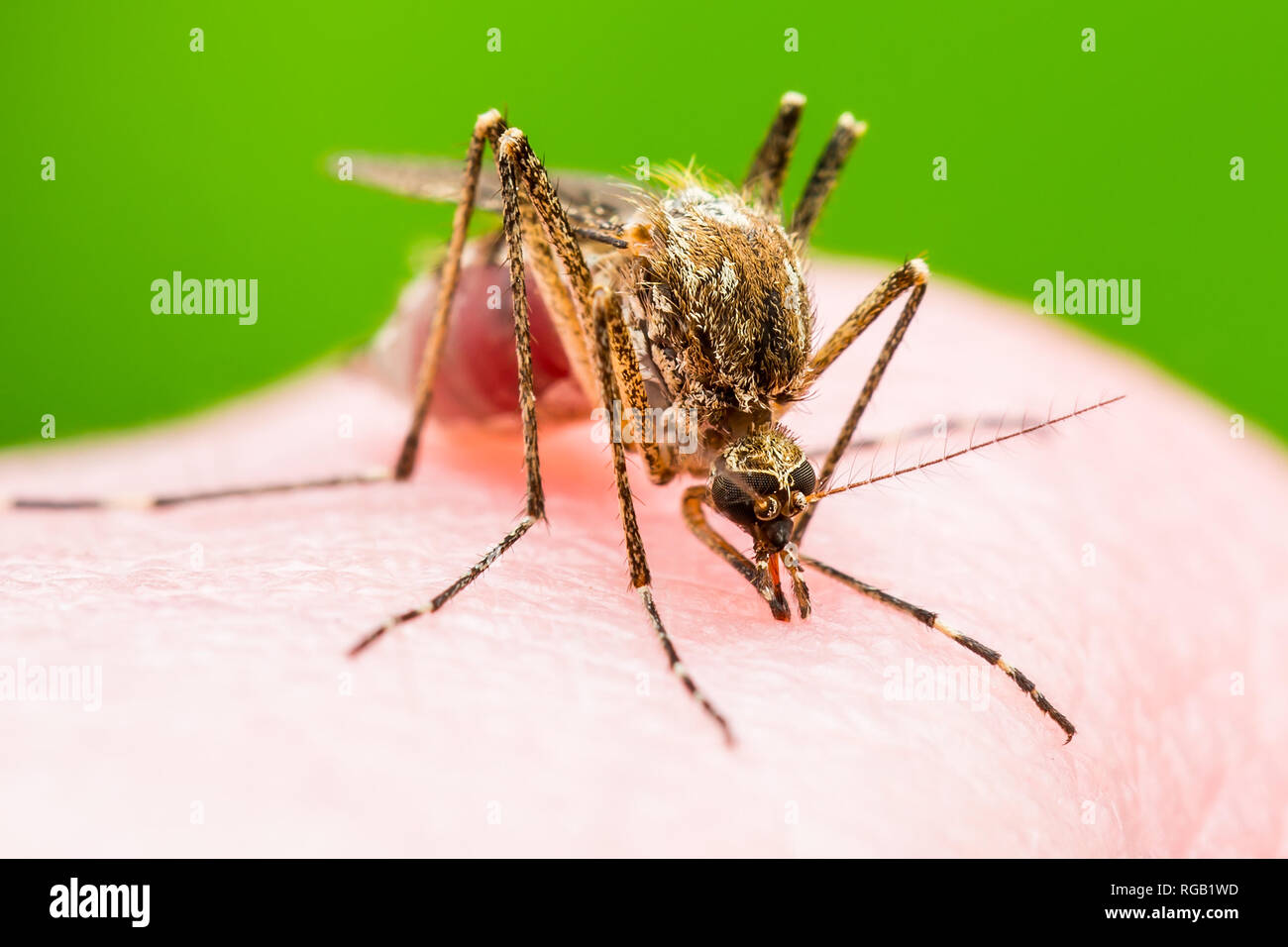 Yellow Fever, Malaria or Zika Virus Infected Mosquito Insect Macro on ...