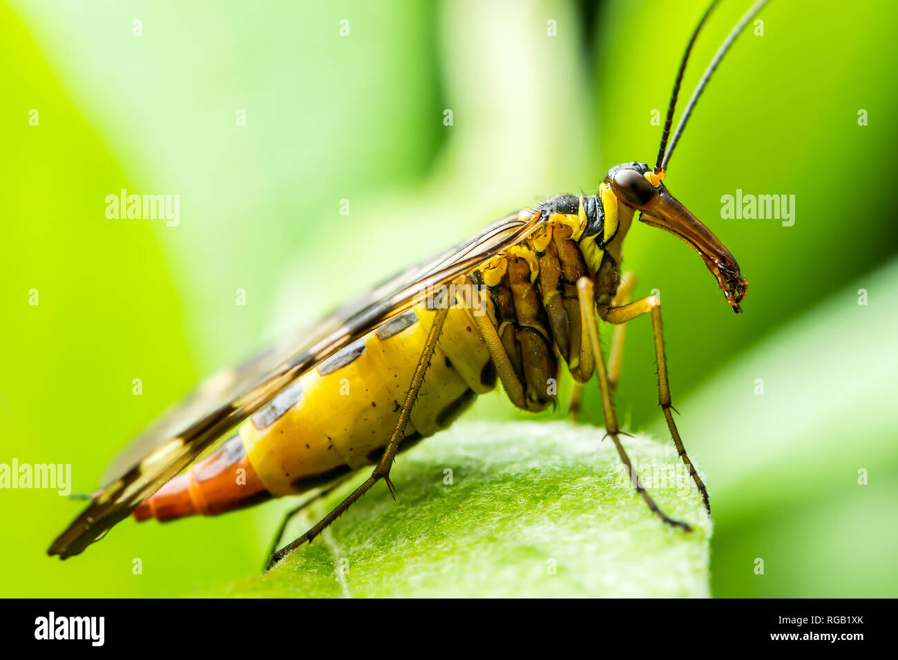 Female Scorpion Fly Mecoptera Panorpa Communis Insect on Green Leaf ...