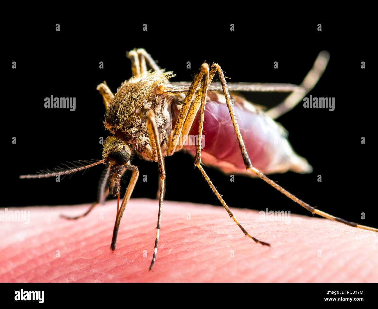 Yellow Fever, Malaria or Zika Virus Infected Mosquito Insect Bite ...