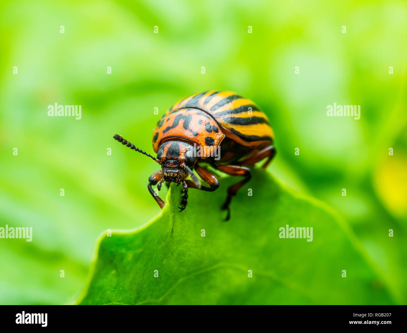 Colorado potato beetle colorado beetle hi-res stock photography and ...