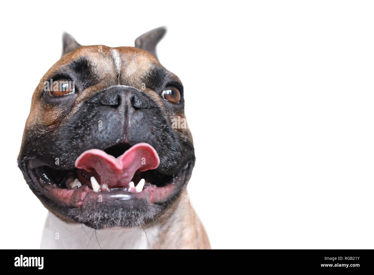 Funny looking potatoe like head of a French Bulldog dog with ears put ...