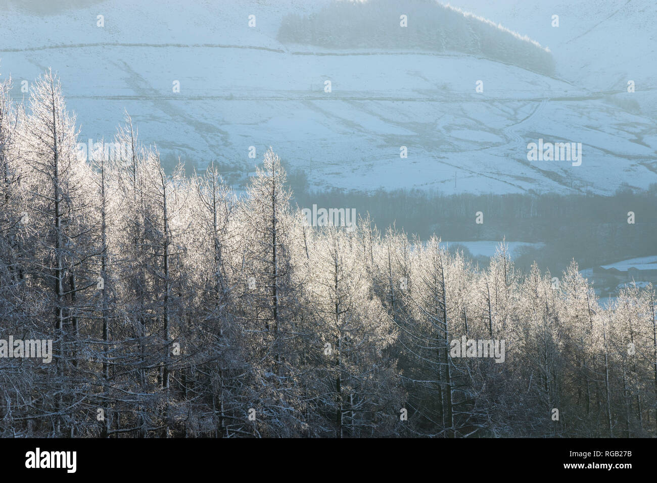 Snow covered forest trees in morning sunlight. Longdendale Valley ...