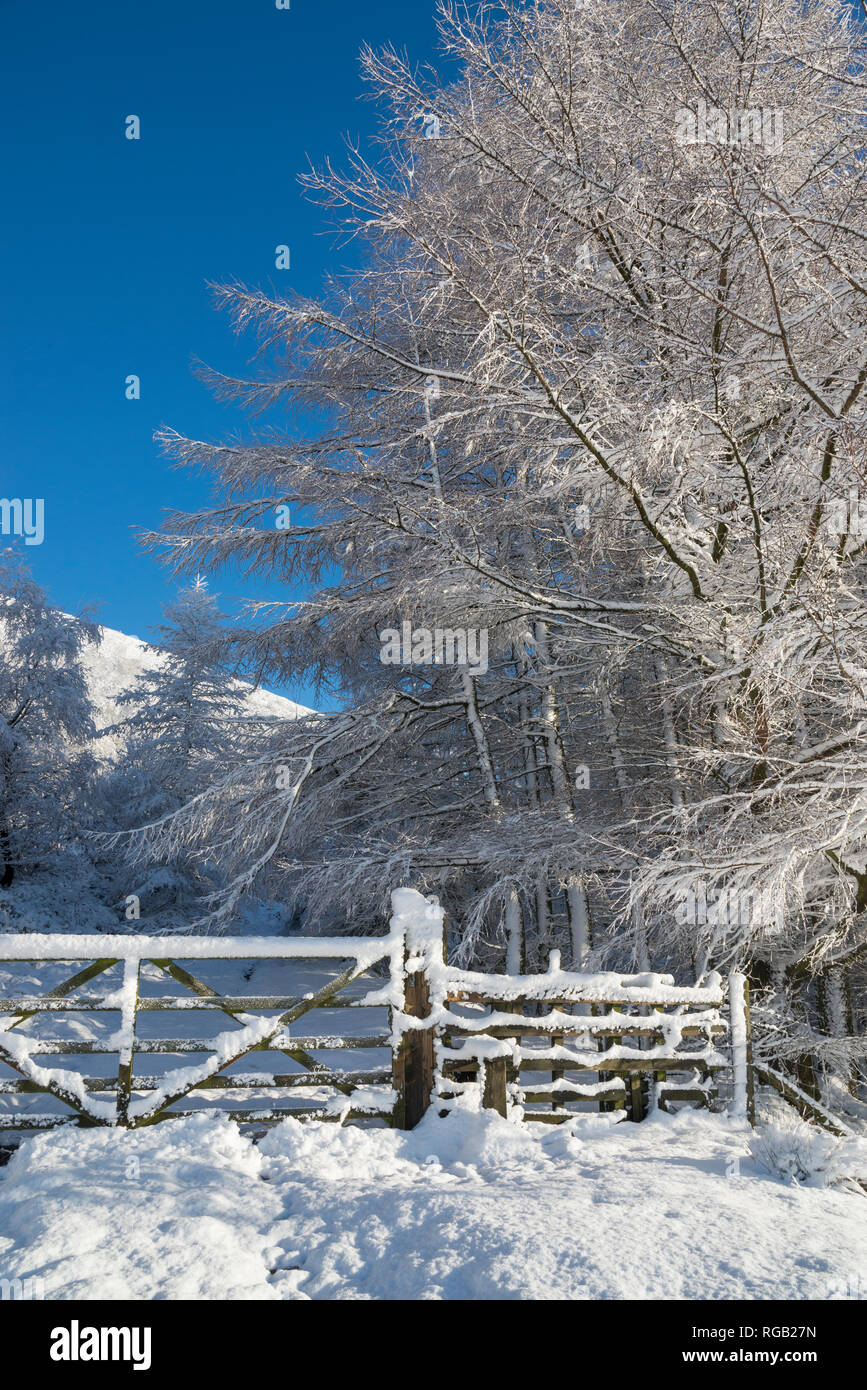 Gate on the edge of snow covered forest in the hills of Northern ...