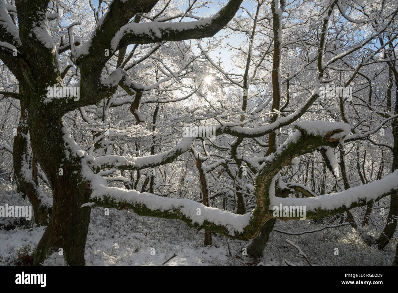 Oak tree in snowy winter woodland in the hills of Northern England ...