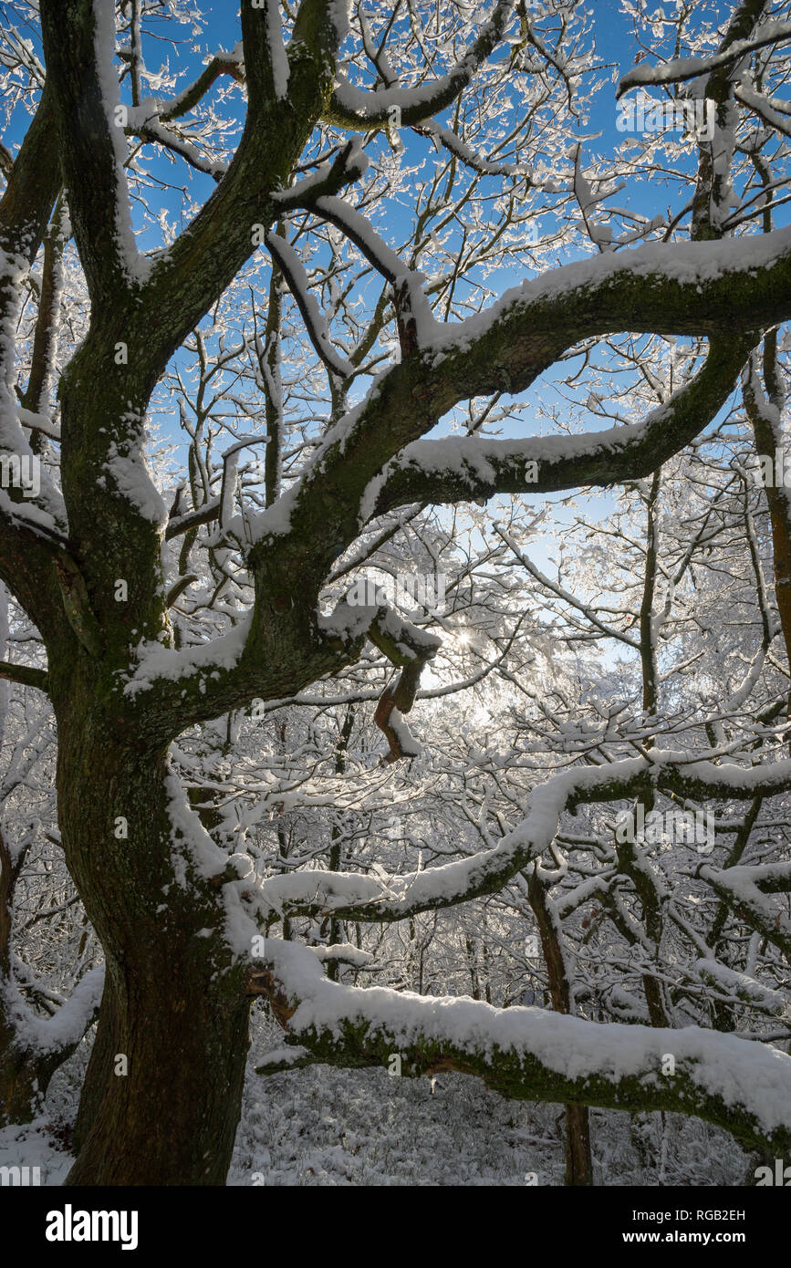 Oak tree in snowy winter woodland in the hills of Northern England ...