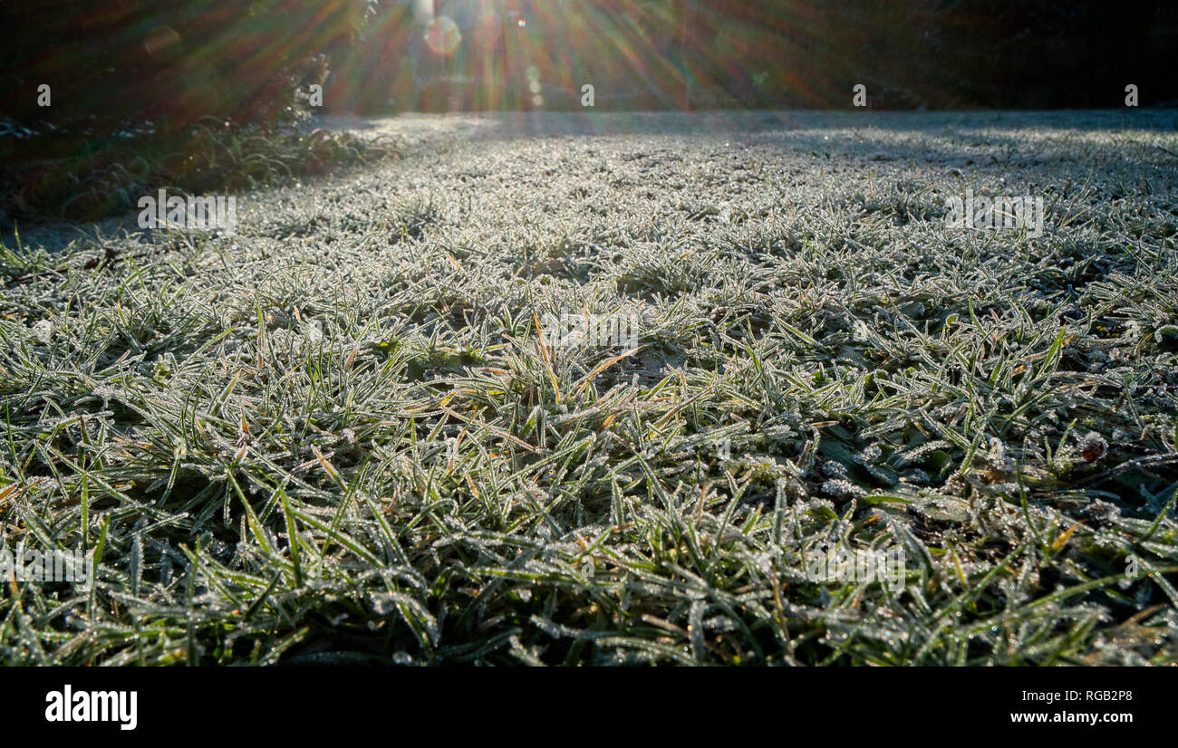 Pattern of frost covered grass sparkling in sunshine Stock Photo - Alamy