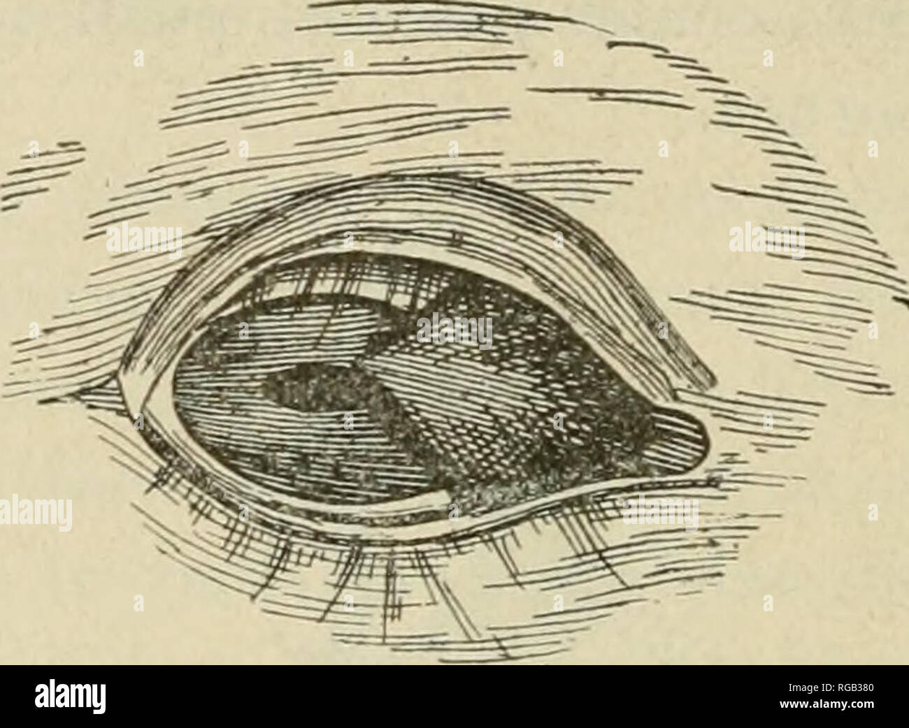 . Bulletin : report of Agricultural Experiment Station, Agricultural ...