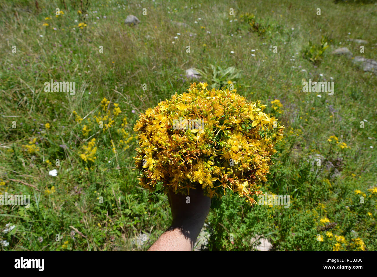 Fresh herbal hypericum tea hi-res stock photography and images - Alamy