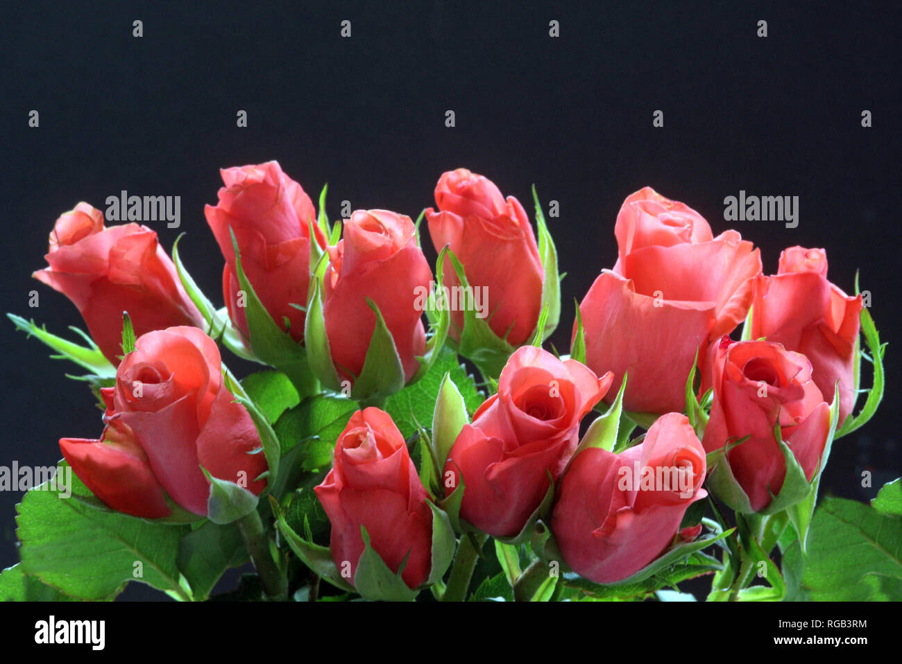 bunch of pink Moss roses, close-up, isolated in front of black ...