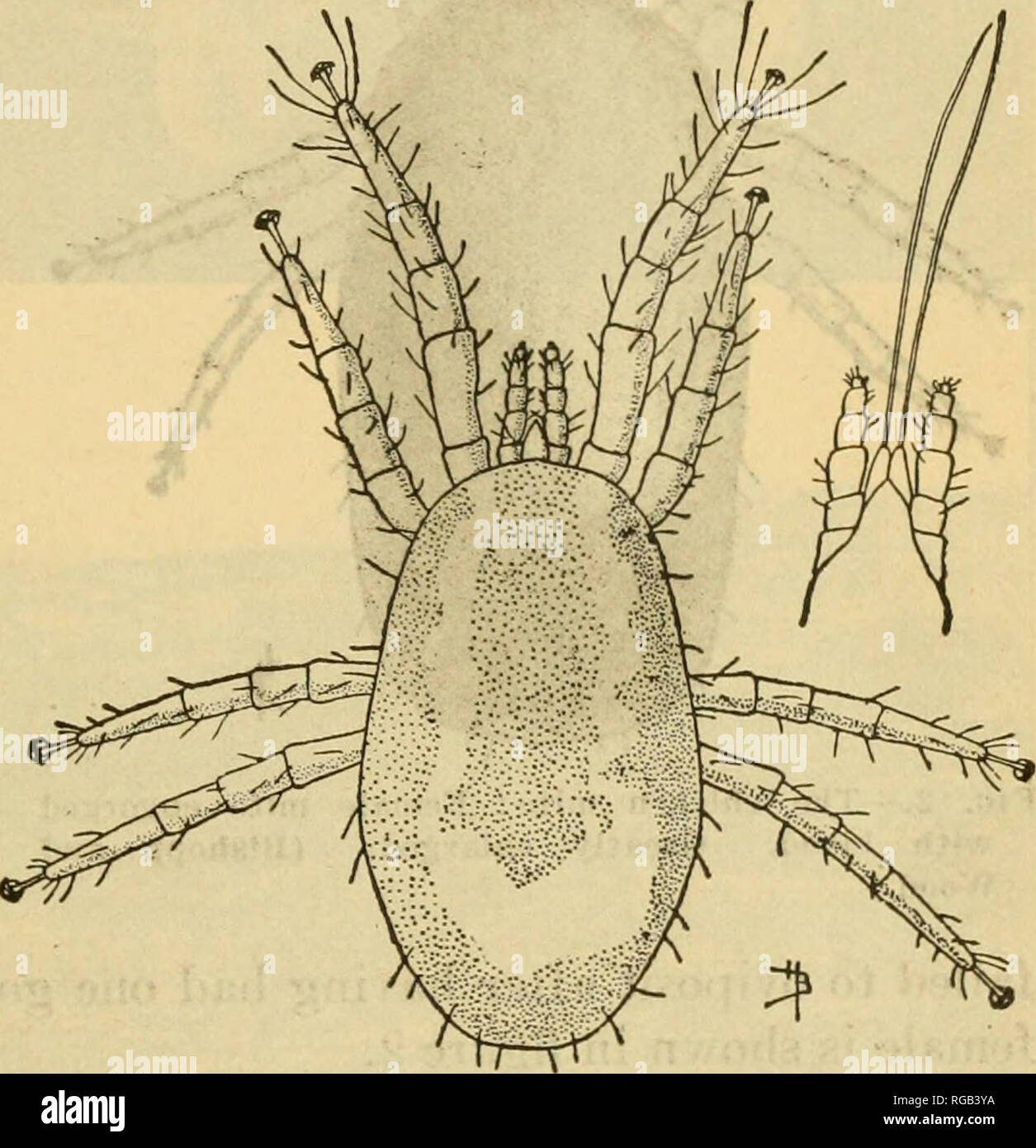 Red nymph stage hi-res stock photography and images - Alamy