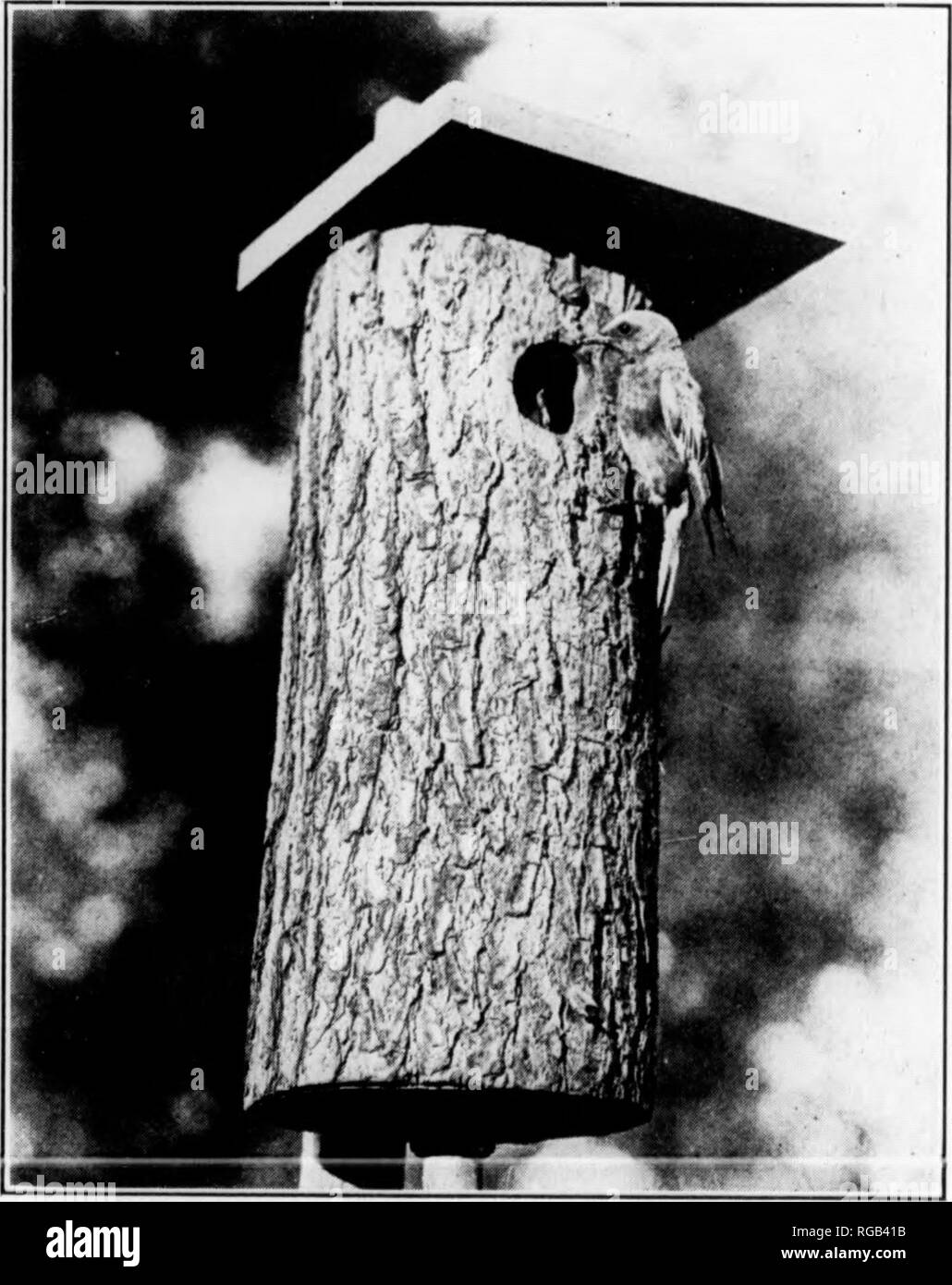 Swifts nesting Black and White Stock Photos & Images - Alamy