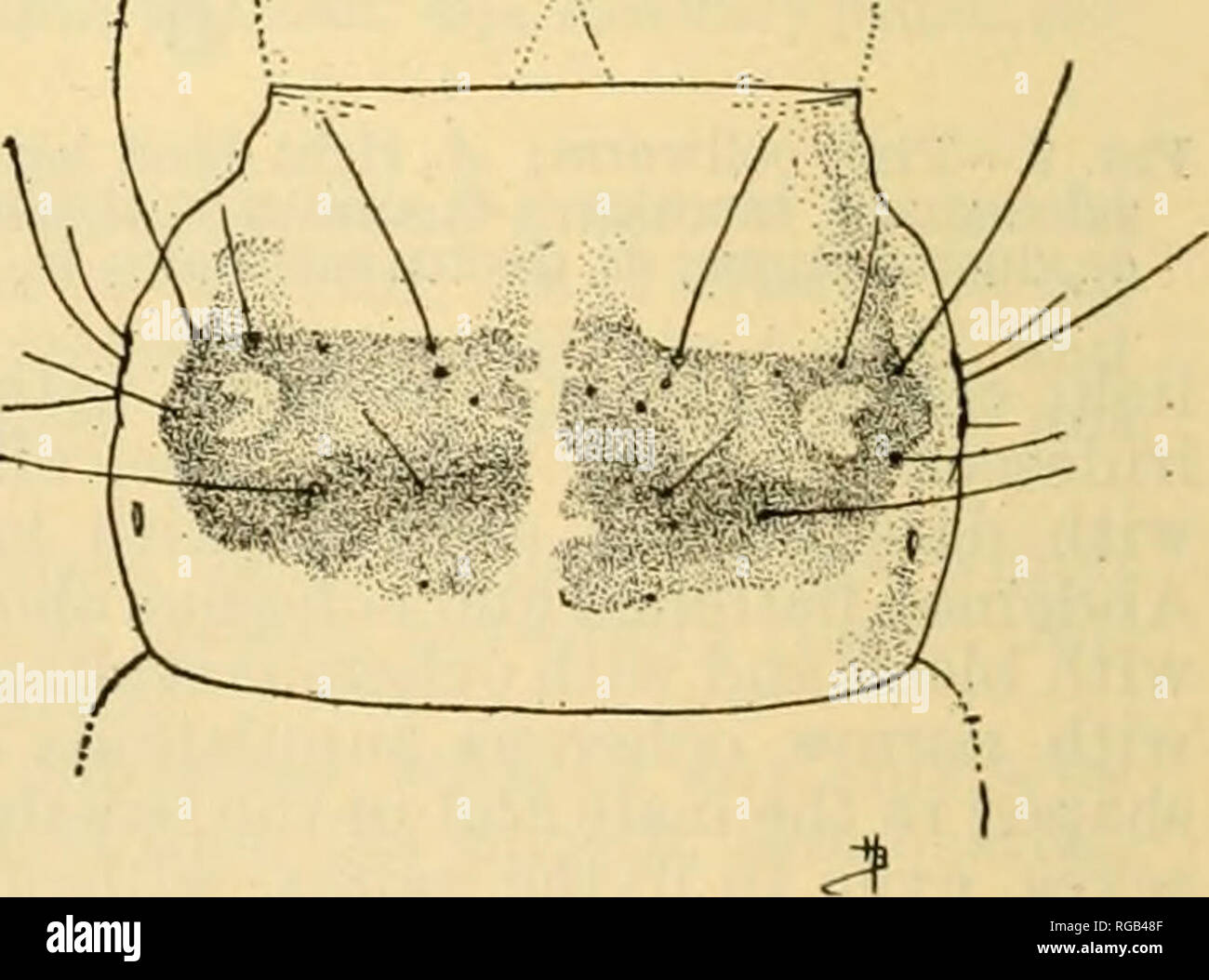 Pink bollworm larva hi-res stock photography and images - Alamy