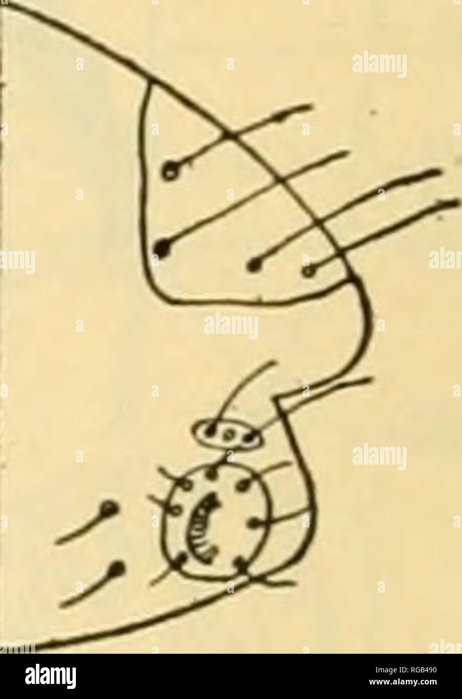 Pink bollworm larva hi-res stock photography and images - Alamy